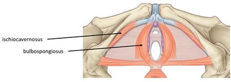 ANAT 3001 Female Reproductive System Flashcards Quizlet