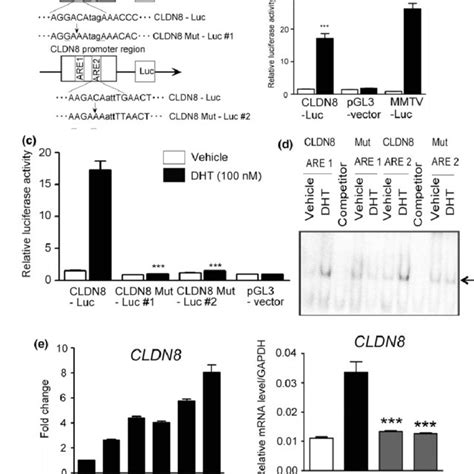 Androgen Mediated Transcriptional Activation Dependent On Androgen