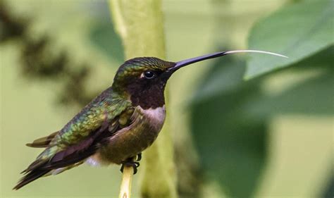 Best Ruby Throated Images On Pholder Birdpics Birding And Hummingbirds