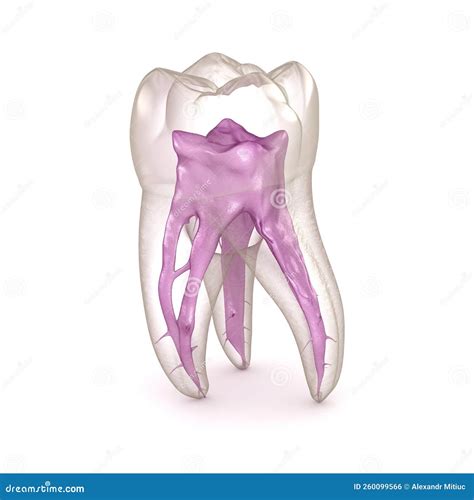 Dental Root Anatomy First Maxillary Molar Tooth Medically Accurate