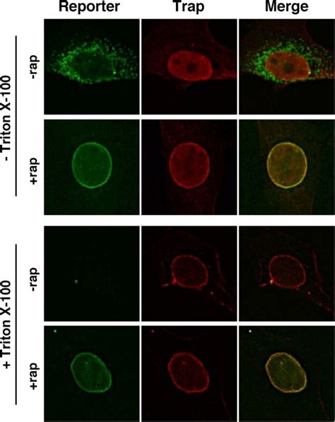 Rapamycin Induced Accumulation Of Reporter Protein At The Ne Hela