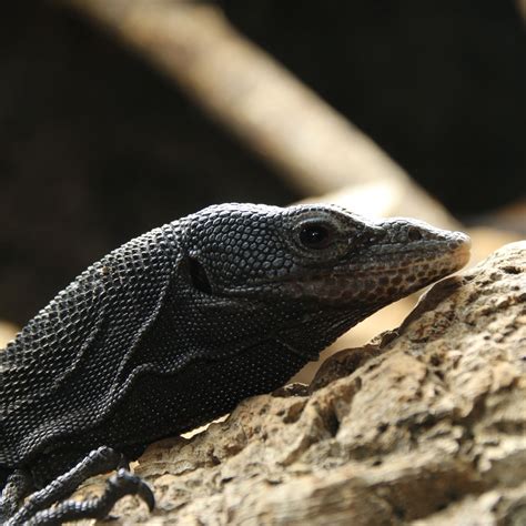 Varanus Beccarii Rare Reptiles