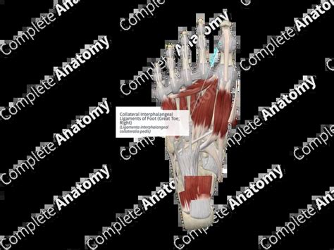 Collateral Interphalangeal Ligaments Of Foot Great Toe Right