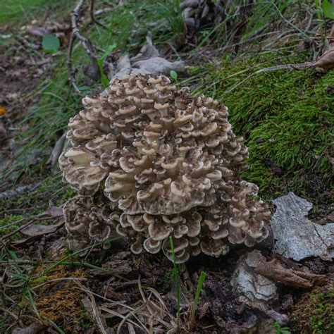 Common Mushrooms That Grow On Trees • Air Gun Maniac