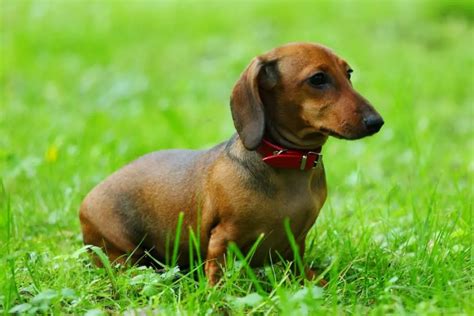 10 Adorable Small Dog Breeds With Big Ears Pictures Animalfate