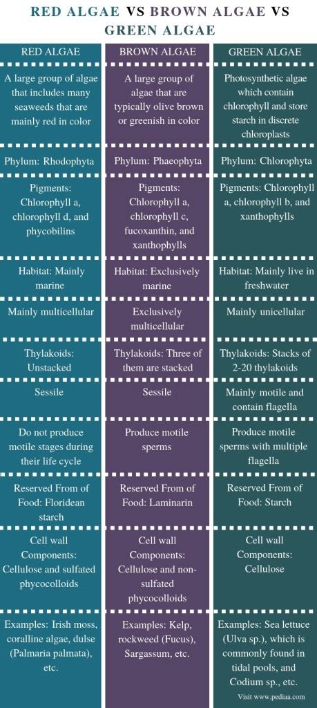 What Is The Difference Between Red Brown And Green Algae Pediaacom
