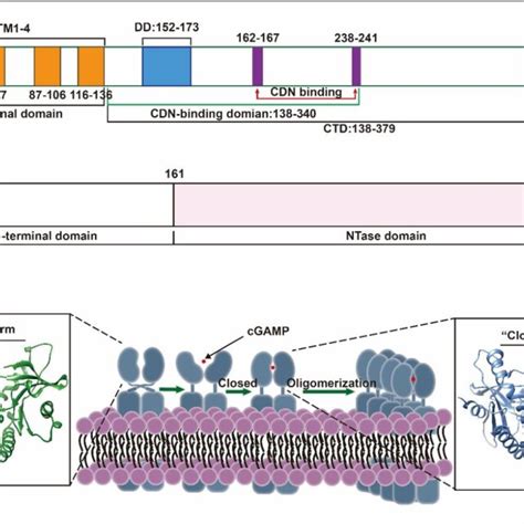 Structural Basis Of Cgas Sting 2133 A The Domain Composition Of