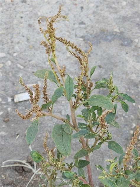 Amaranthus Viridis Amaranthus Viridis Slender Amaranth