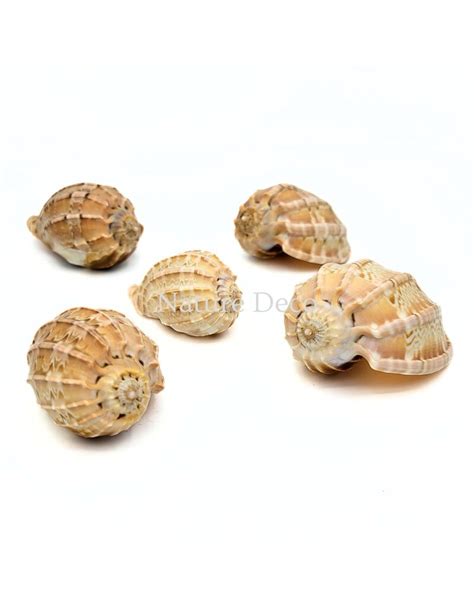 Schelp 2 Nature Deco