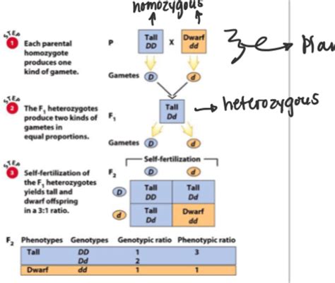 Pp 3 Mendelian Genetics Flashcards Quizlet