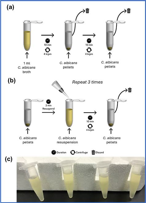 Figure 1 From Streamlined Chemical Fixation Method For Morphological Investigation Of Candida
