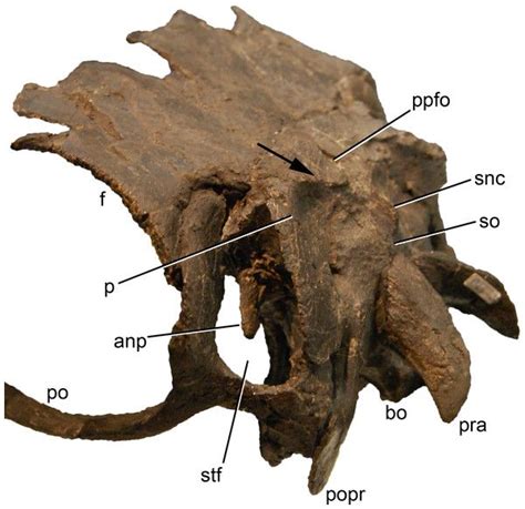 Skull Of Kaatedocus Siberi
