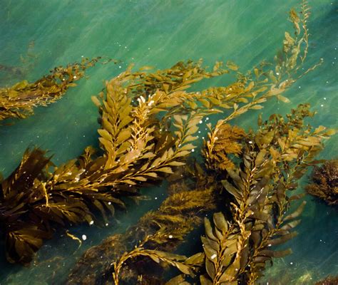 Algae What It Is Why Algae Blooms Can Be Toxic And How It Differs To