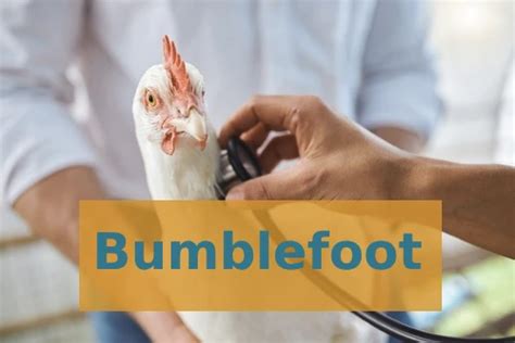 Treating Bumblefoot In Backyard Chickens