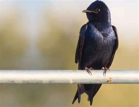 Purple Martin Life Expectancy