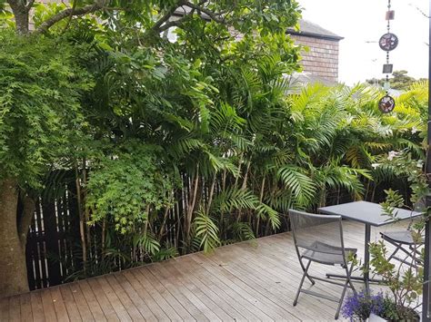 Narrow Plant Screening Screen Plants Tropical Garden Design