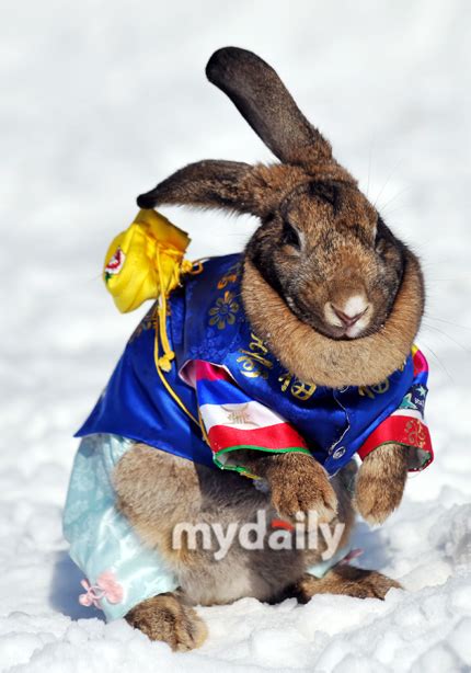 Md포토 한복입은 토끼