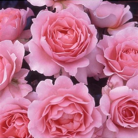 Yougarden Rose To My Wonderful Wife 3l Pot