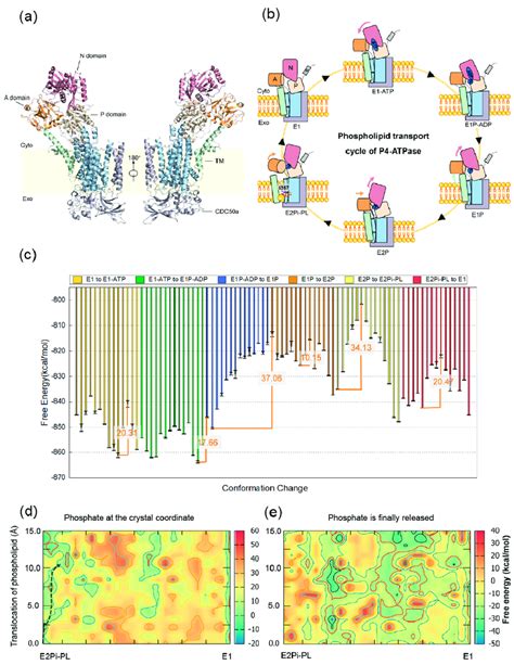 A Overall Structure Of P4 Atpase B The General Mode Of The P4