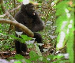 Angry Gorilla 