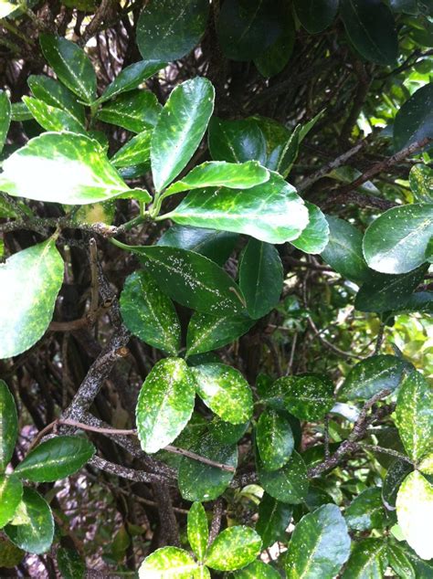 Silent Invaders A Guide To Common Bugs That Eat Trees