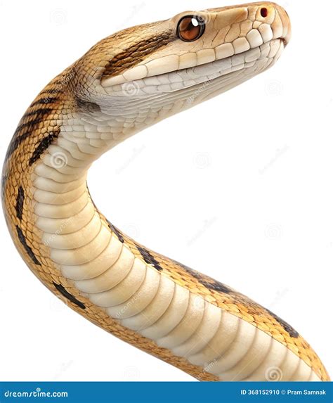 The Boa Snake Malayopython Reticulatus Is A Large Non Venomous