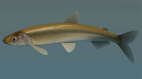 Download Common Smelt Fish Wallpaper