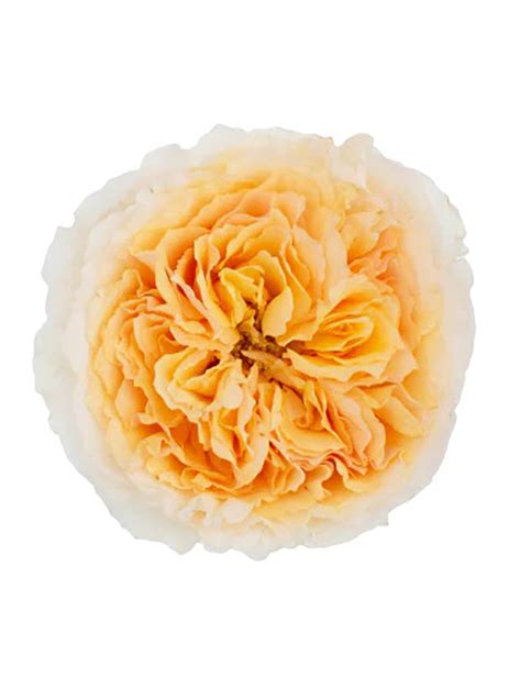 Beatrice Colors Land