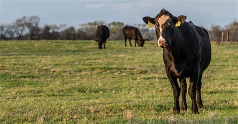 Using The Estrus Synchronization Planner