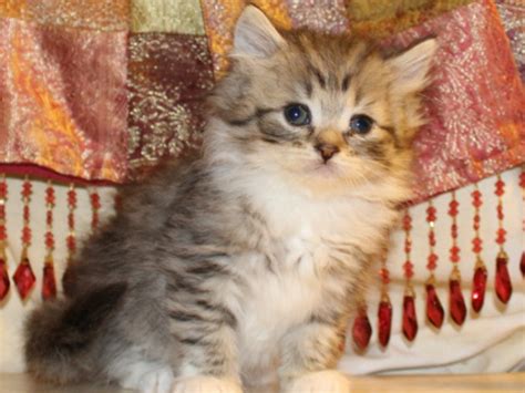 Ragamuffin Cat Breed Info Pictures Temperament And Traits The Vet Desk