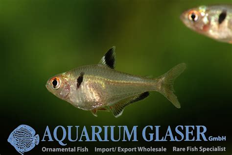 Hyphessobrycon Eques Wild Aquarium Glaser Gmbh