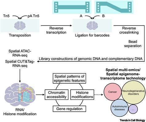 Spatial Epigenometranscriptome Comapping Technology Trends In Cell