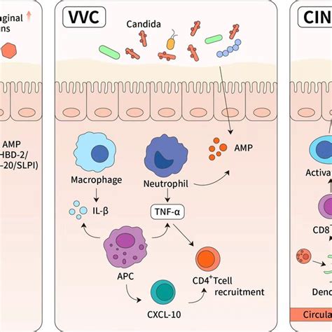 Immune Cell Distribution In The Female Reproductive Tract The Download Scientific Diagram