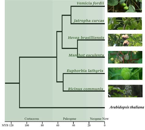 Euphorbiaceae Db Homepage