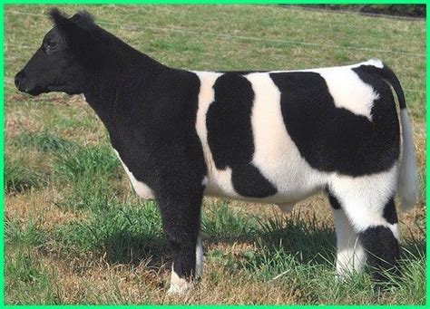 10 Jenis Sapi Mini Lucu Ternak Imut Yang Makin Digandrungi