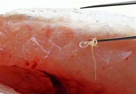 Why Wild Caught Salmon Contains Worms