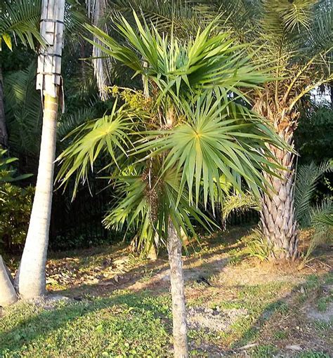 How To Grow The Florida Thatch Palm Tree Thrinax Radiata