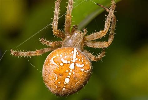 72 California Spiders Spiders In California Pictures Identification