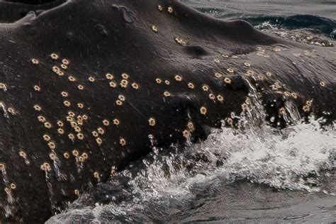 Can Anyone Identify This Barnacle Researchgate
