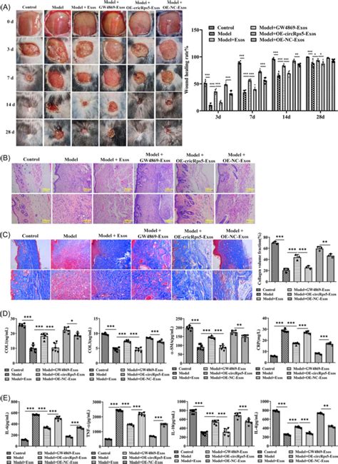 Exosomes From Adipose‐derived Stem Cells Regulate Macrophage