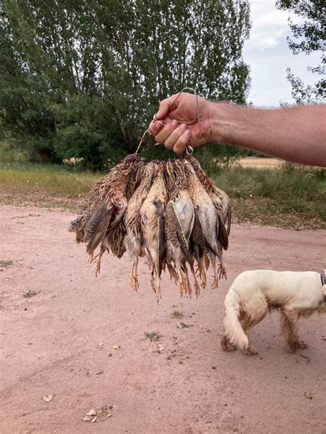 Pododermatitis Y Problemas De Uñas En Perros Consultorio Veterinario