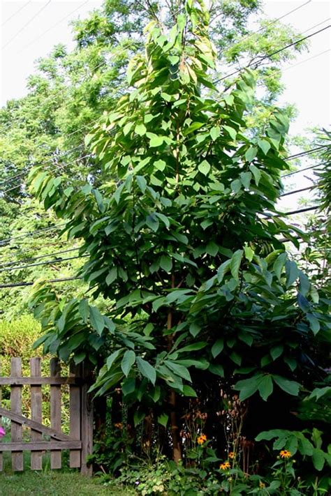Buy Paw Paw Tree Asimina Triloba Wilson Bros Gardens