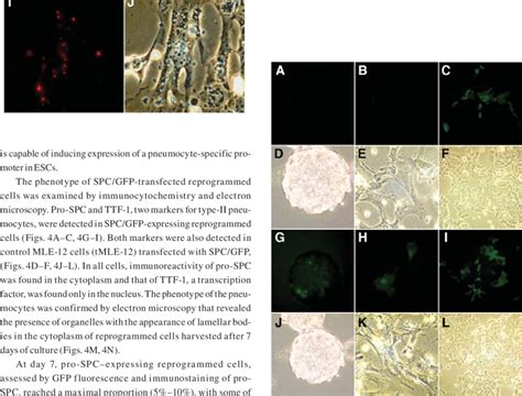 Optimization Of Membrane Permeabilization By Slo Embryoid Body Cells