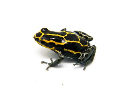 Available Now Frogs — Tagged Ranitomeya — Frogdaddy