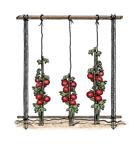 Tomato Growing Frame At Bethany Knibbs Blog