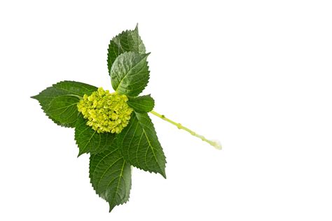 Mini Dark Green Hyd Sunset Valley