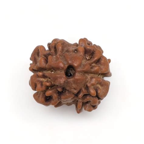 2 Mukhi Rudraksha Nepal 1487mm 078gms Bead Lab Certified
