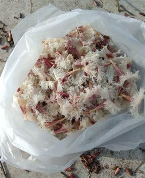 Bunga Chicar Berbunga Sekali Dalam Setahun Malaysiaaktif