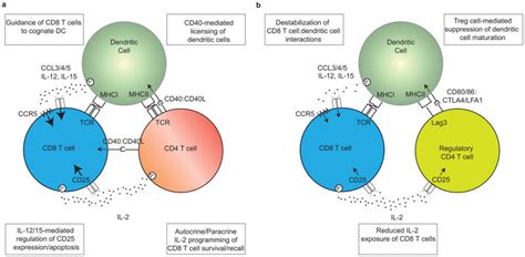 The Multifaceted Role Of Cd4 T Cells In Cd8 T Cell Memory