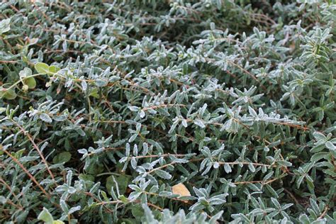 Photo Of The Leaves Of Cliff Green Paxistima Canbyi Posted By